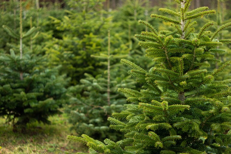 15 Largest Tree Species in The World