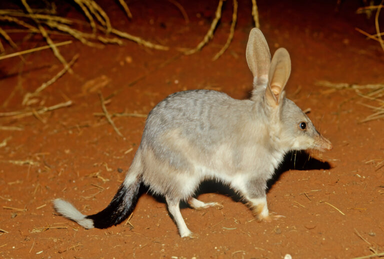 16 species only found in the Australian Outback