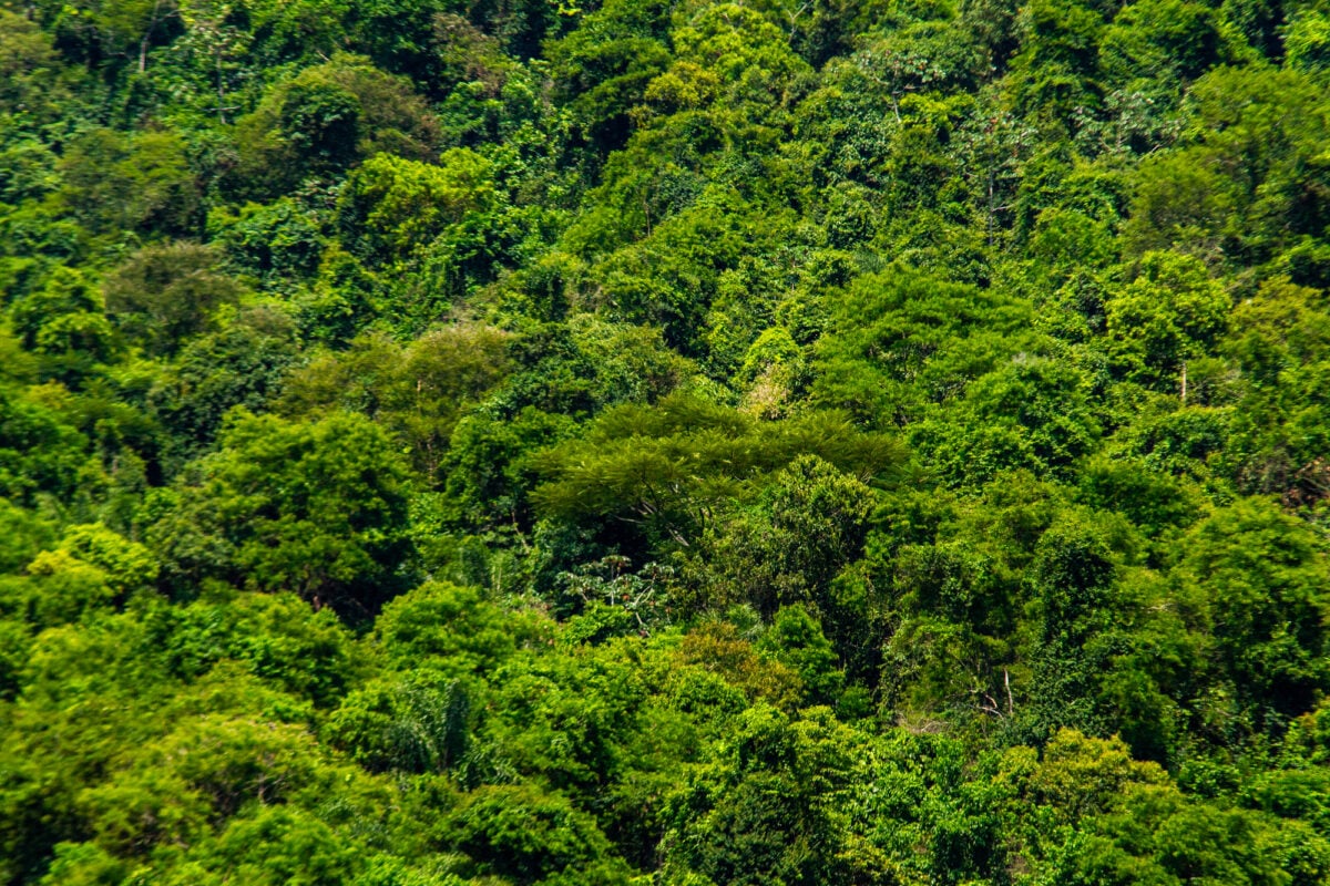 The 12 Largest Forests in the World