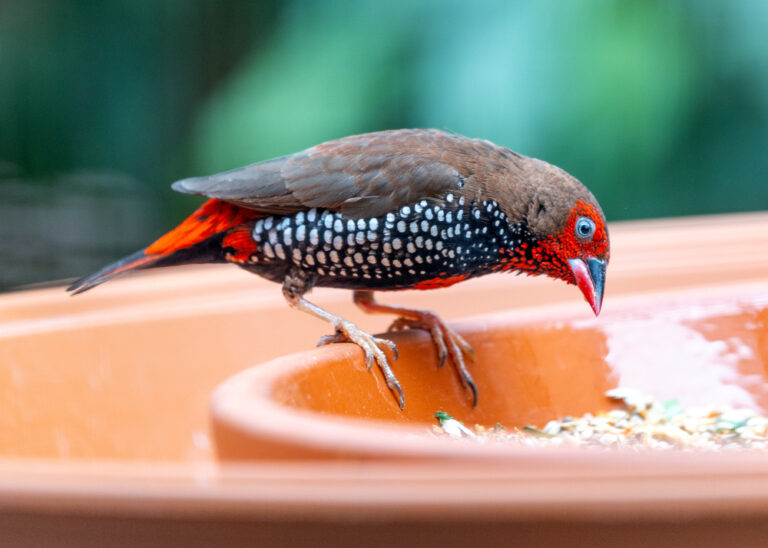 16 species only found in the Australian Outback