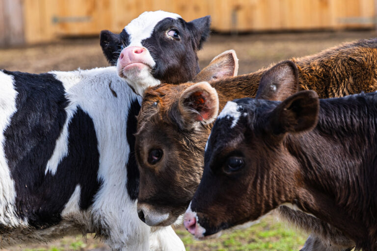 15 reasons why cows have best friends in herds