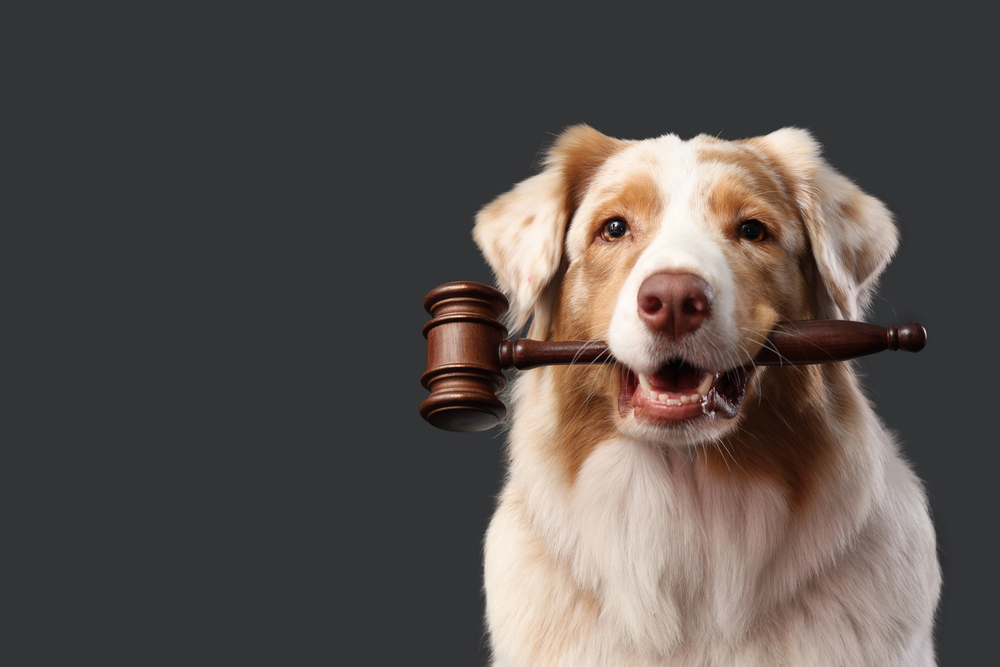 16 Unusual Pet Laws in America