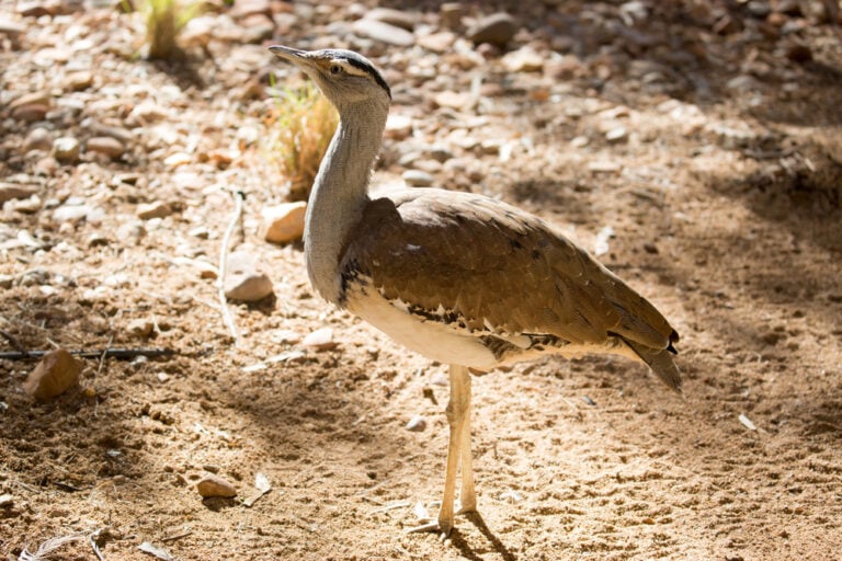 16 species only found in the Australian Outback
