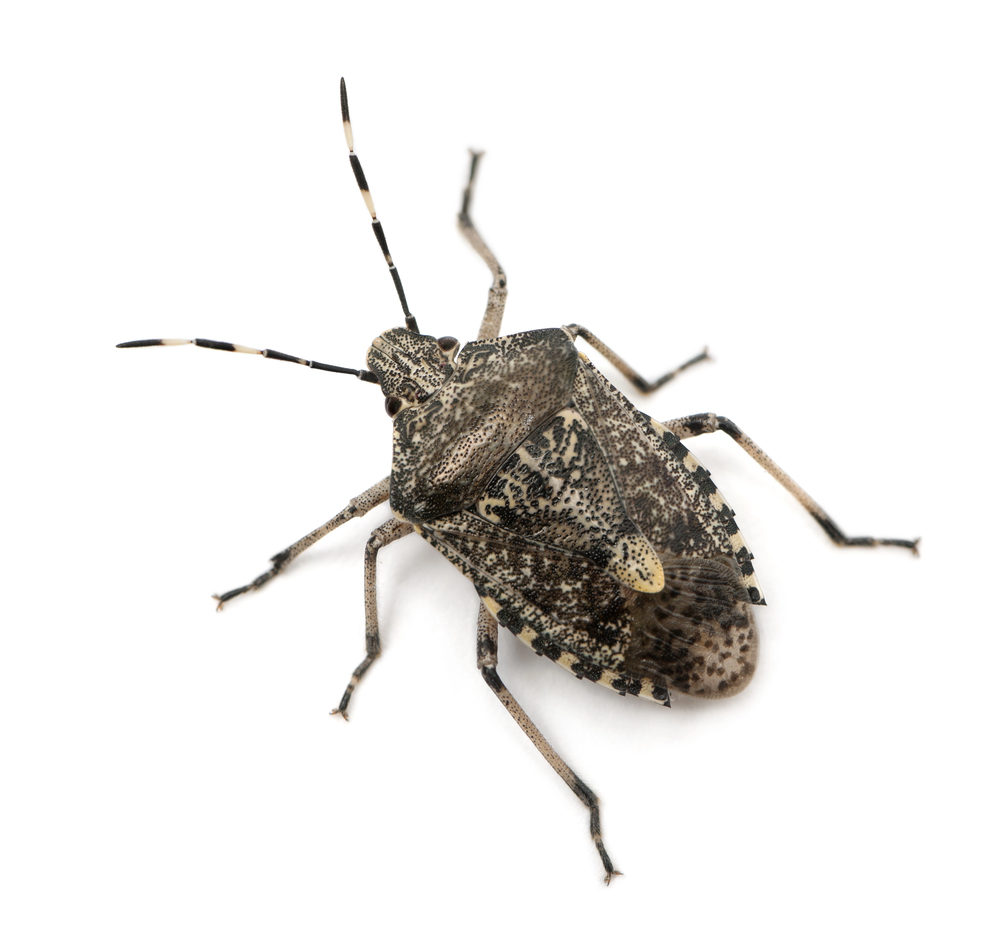 10 Bugs That Survive Extreme Freezing