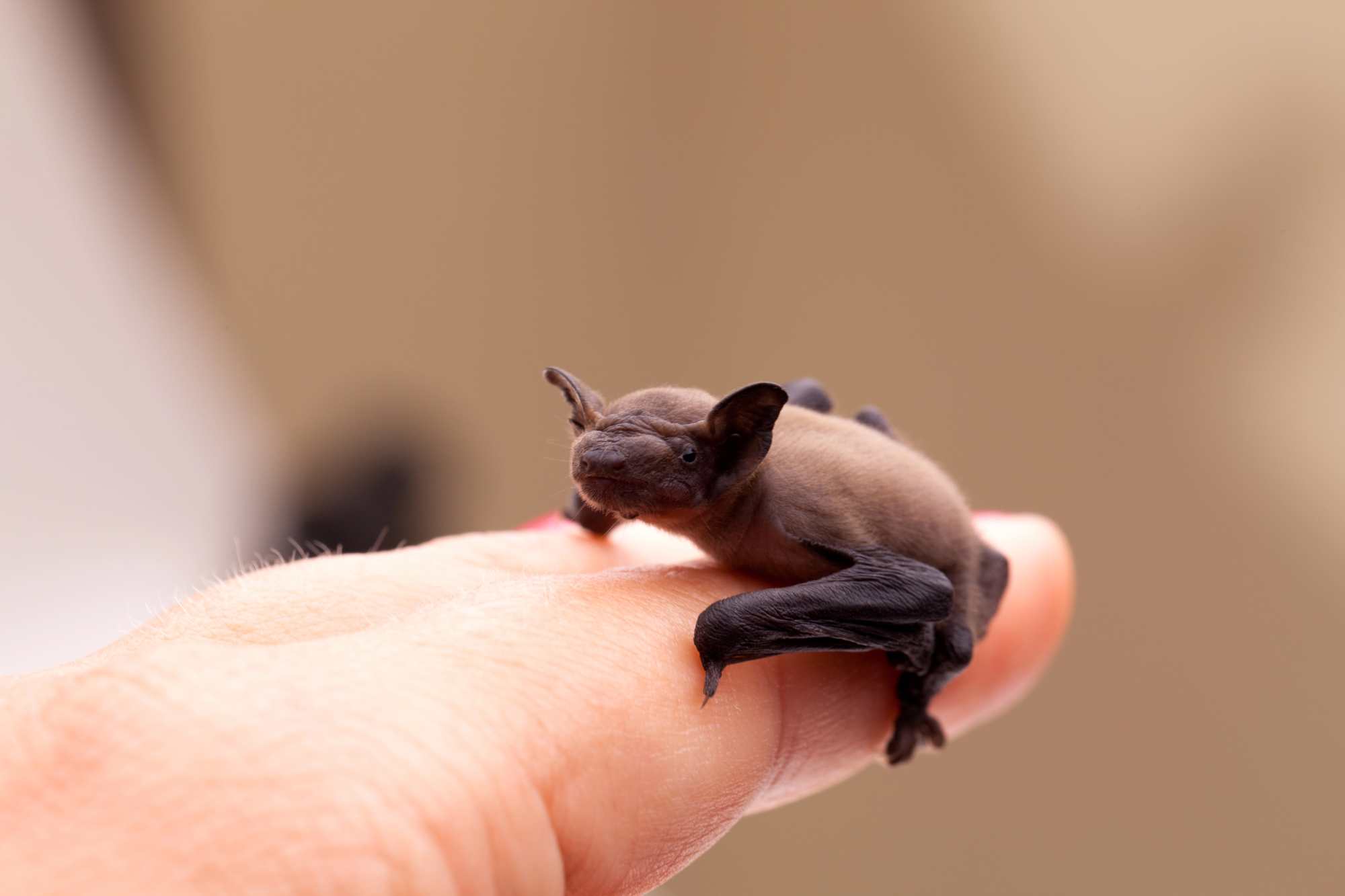 Know the World's Tiniest Flying Mammal