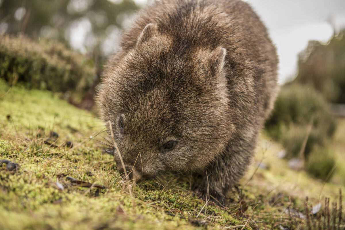 13 Quirky Facts About Wombats