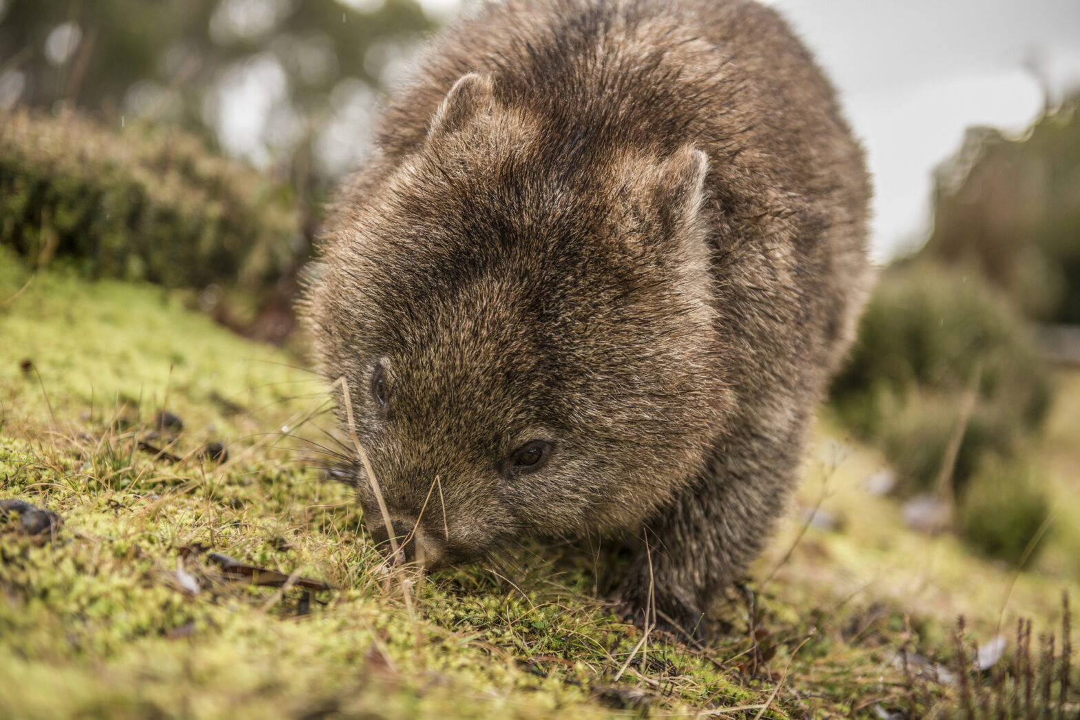 13 Quirky Facts About Wombats