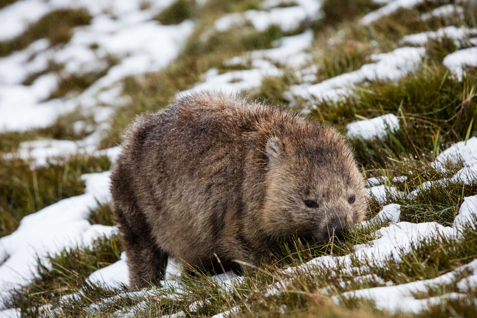 13 Quirky Facts About Wombats