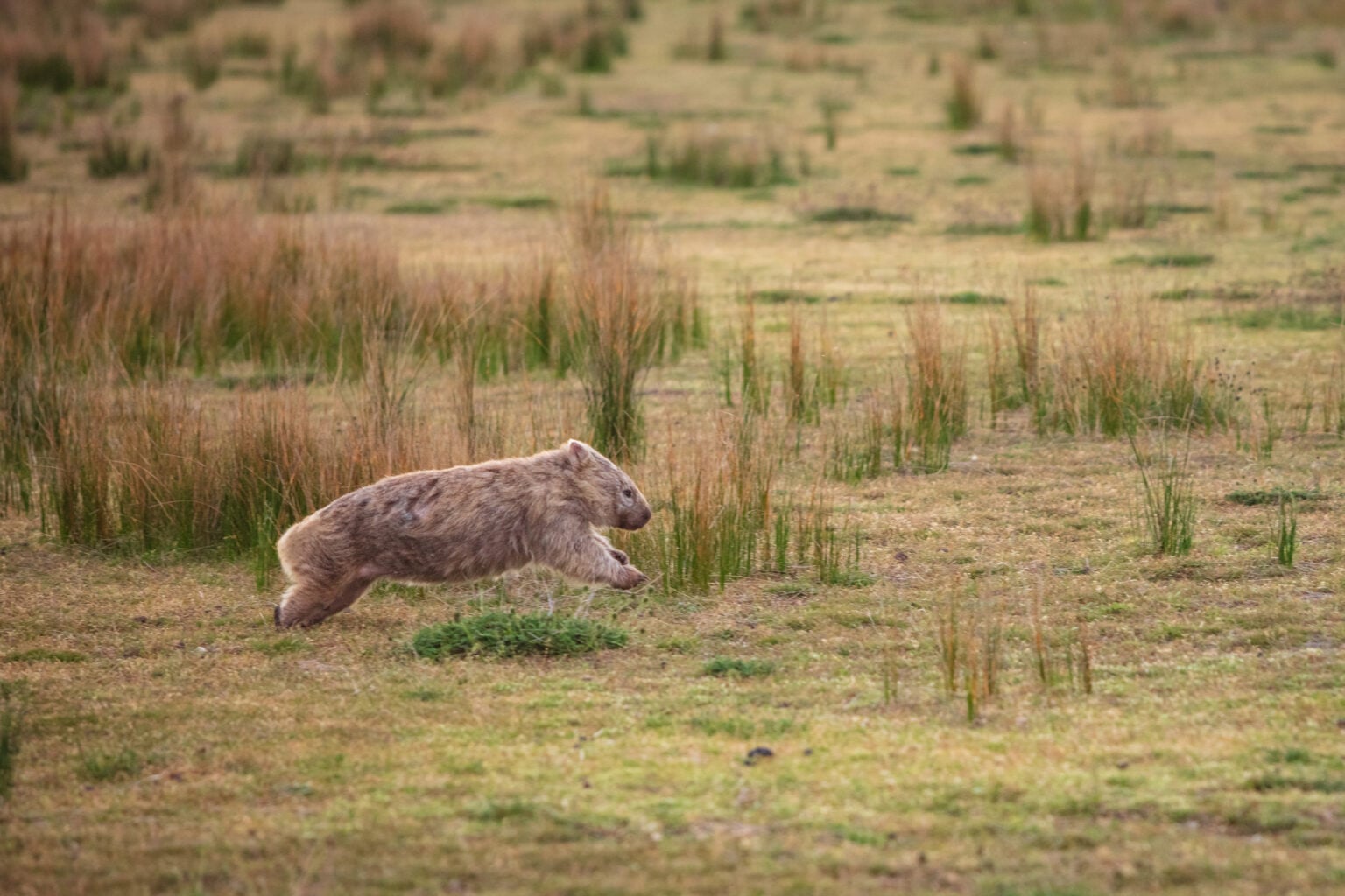 13 Quirky Facts About Wombats