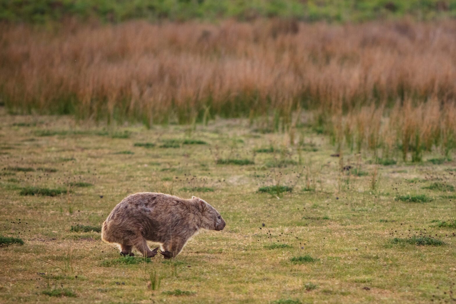 13 Quirky Facts About Wombats