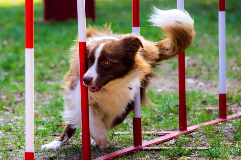 Sports That Directly or Indirectly Involve Animals