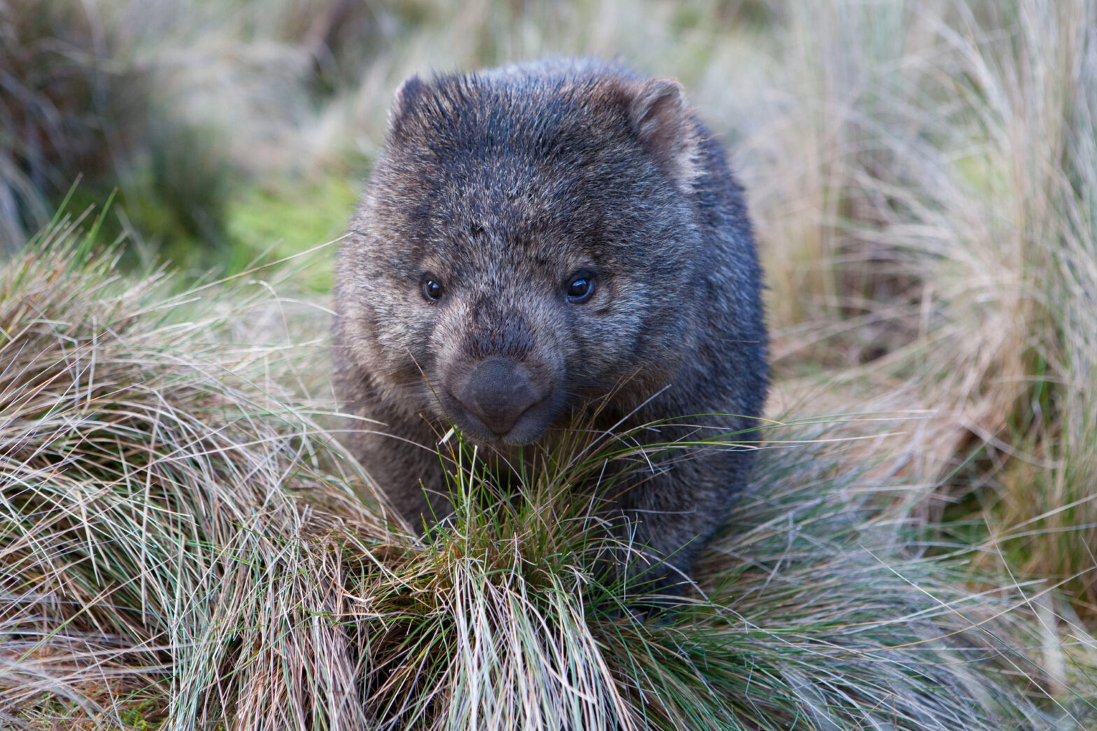 13 Quirky Facts About Wombats