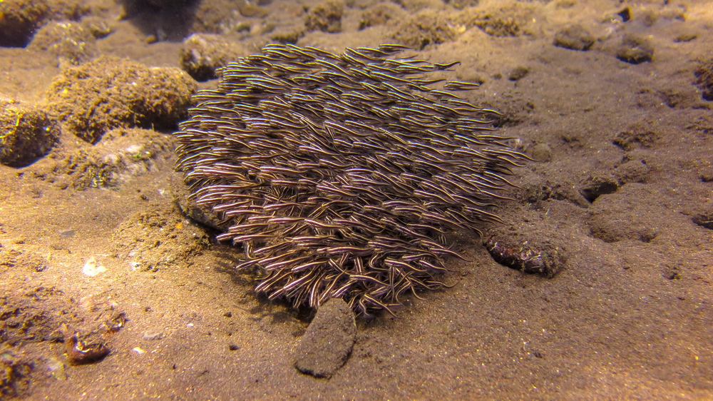 14 Fish That Survive by Walking on Land