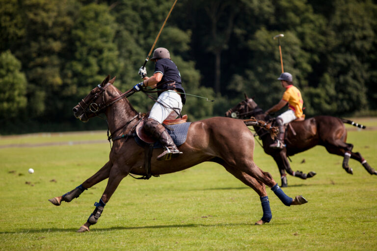 Sports That Directly or Indirectly Involve Animals