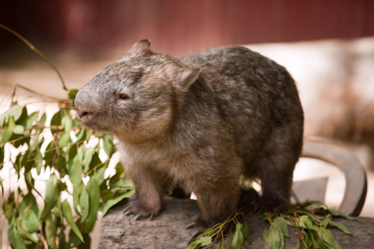 Curious facts about the wombat: Australia's treasure