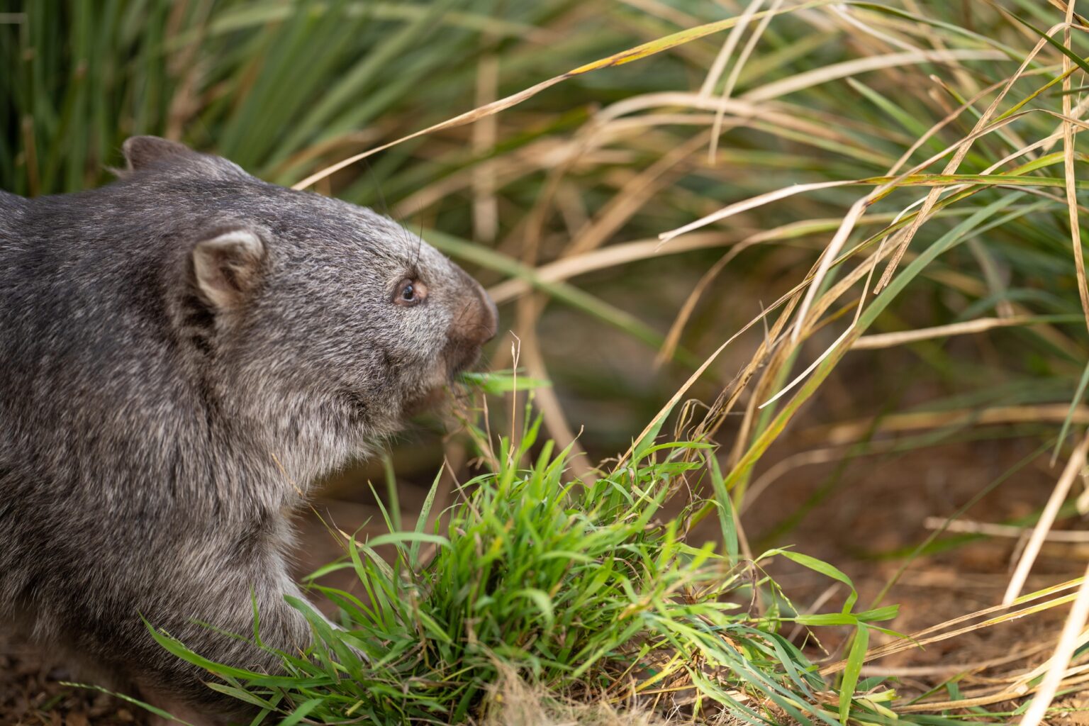 13 Quirky Facts About Wombats