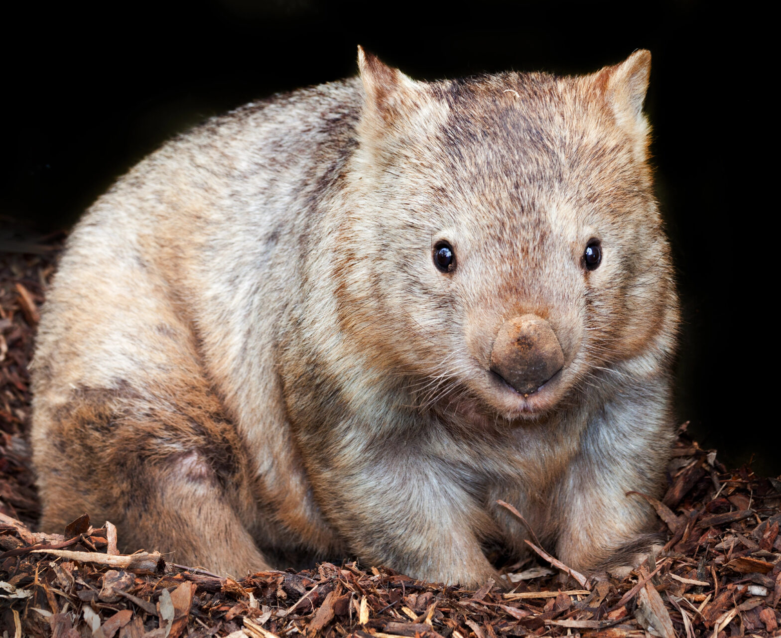 13 Quirky Facts About Wombats