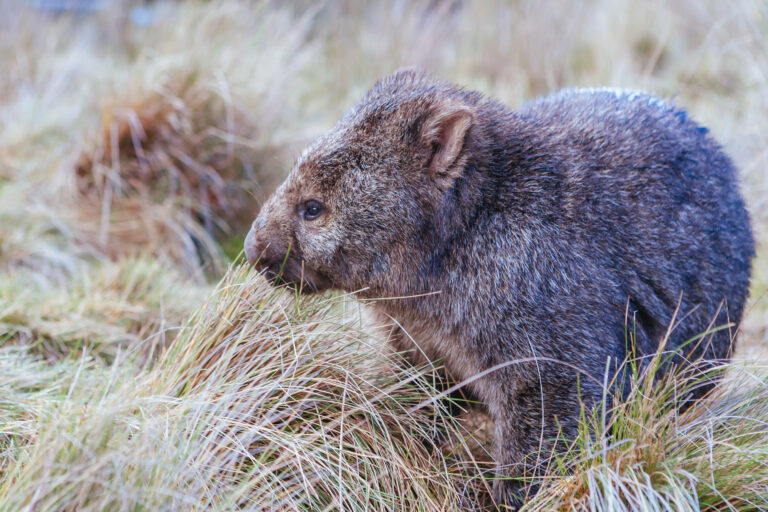 13 Quirky Facts About Wombats