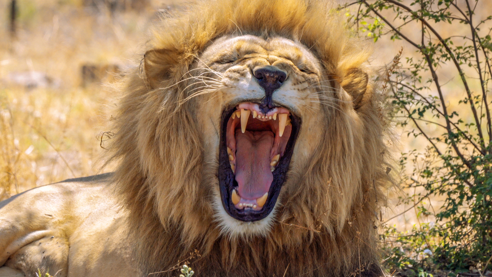 The World's Deadliest Animal Is Not What You Think