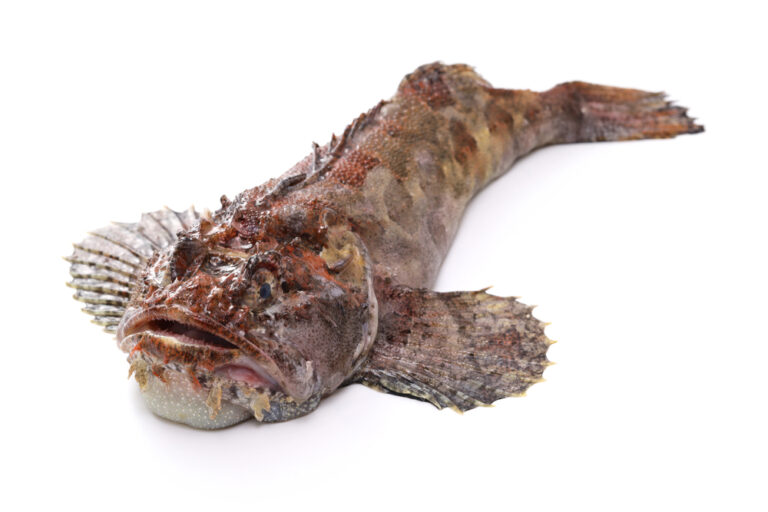 14 Fish That Survive by Walking on Land