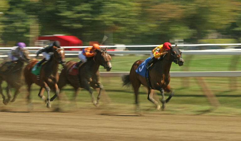 Sports That Directly or Indirectly Involve Animals