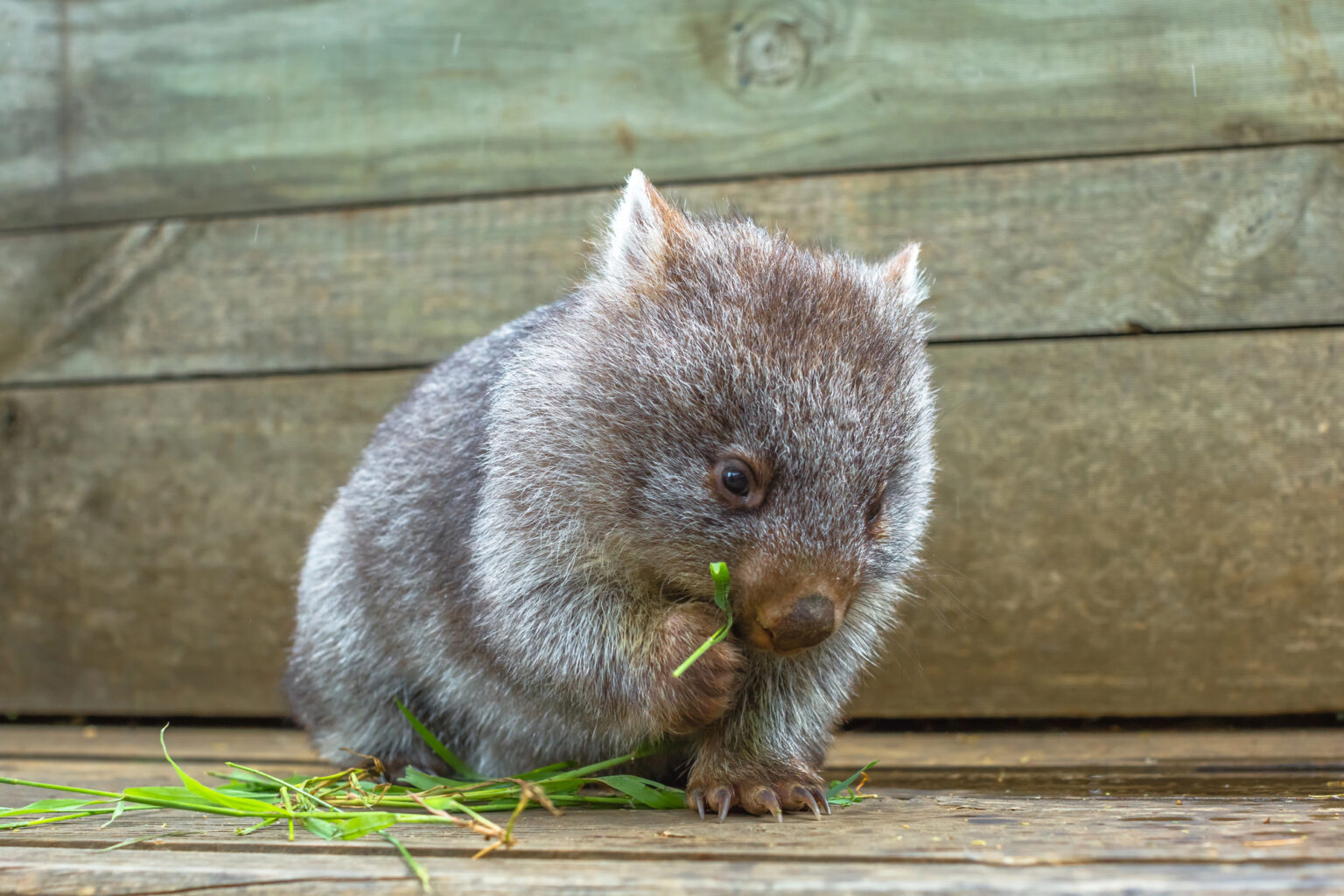 13 Quirky Facts About Wombats
