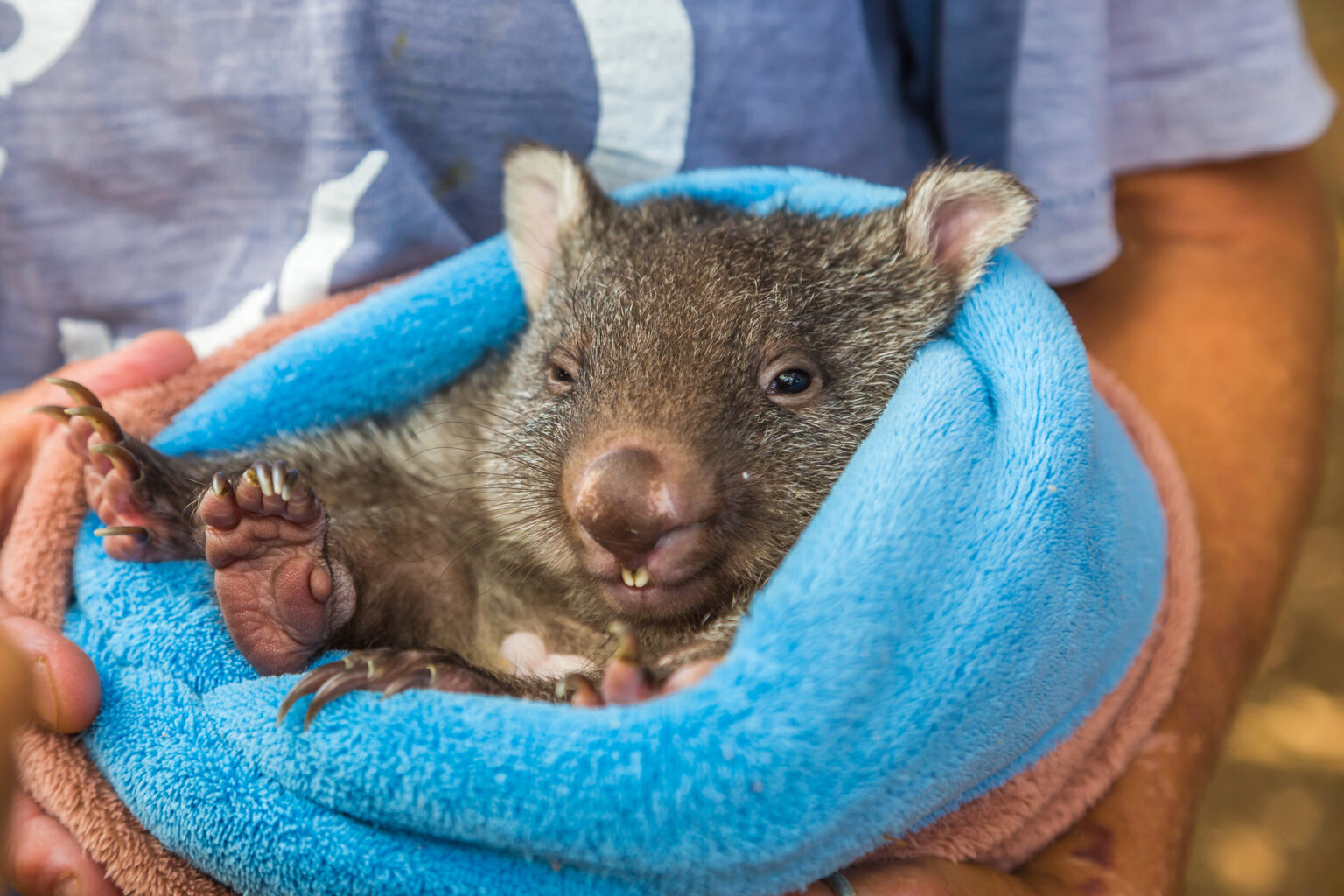 13 Quirky Facts About Wombats