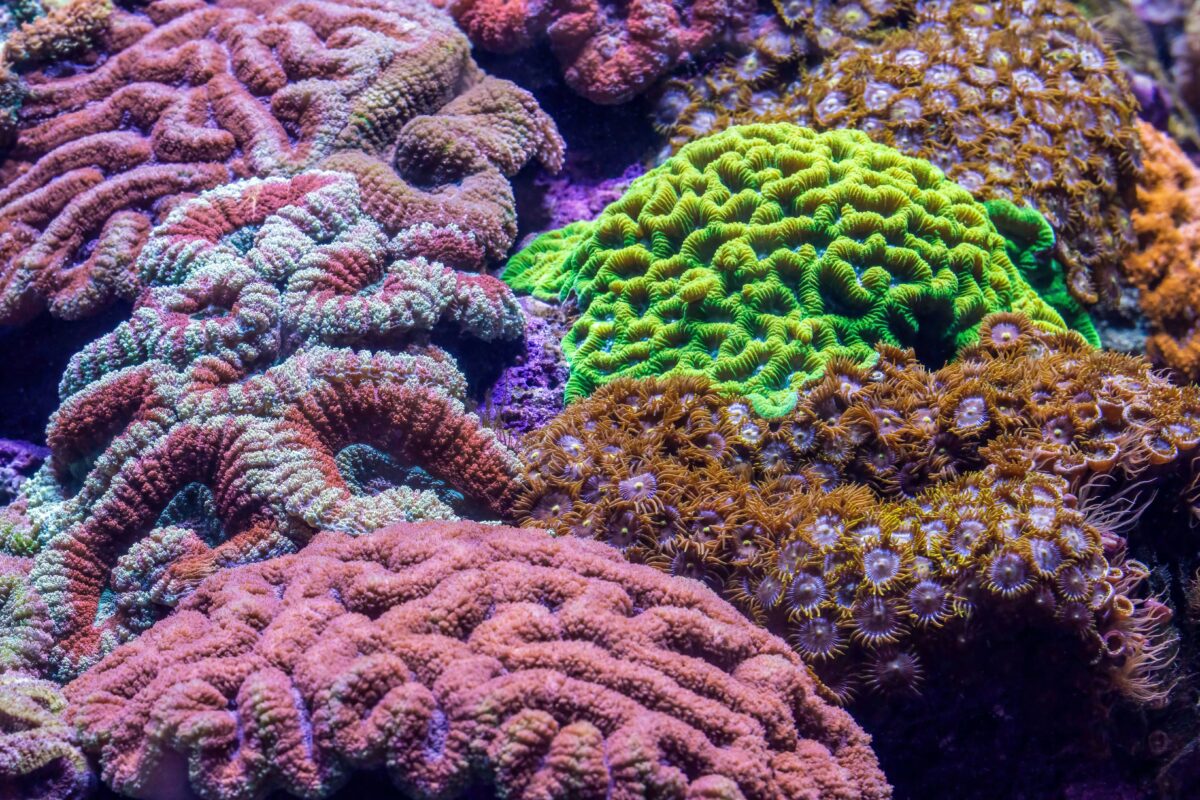 Mind-bending Facts About the Deep Sea Ecosystem