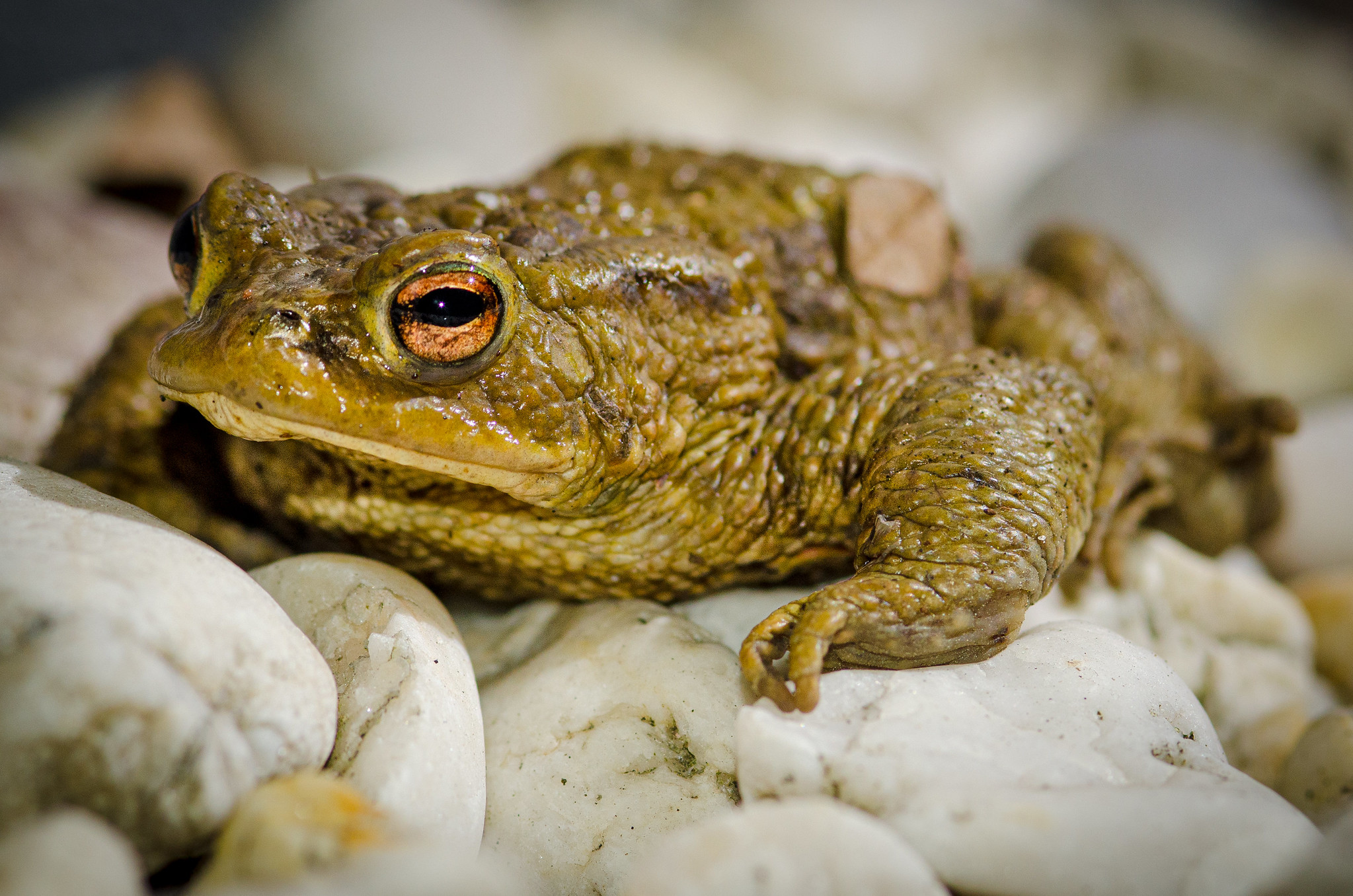 15 Animals That Went Extinct Since 2000