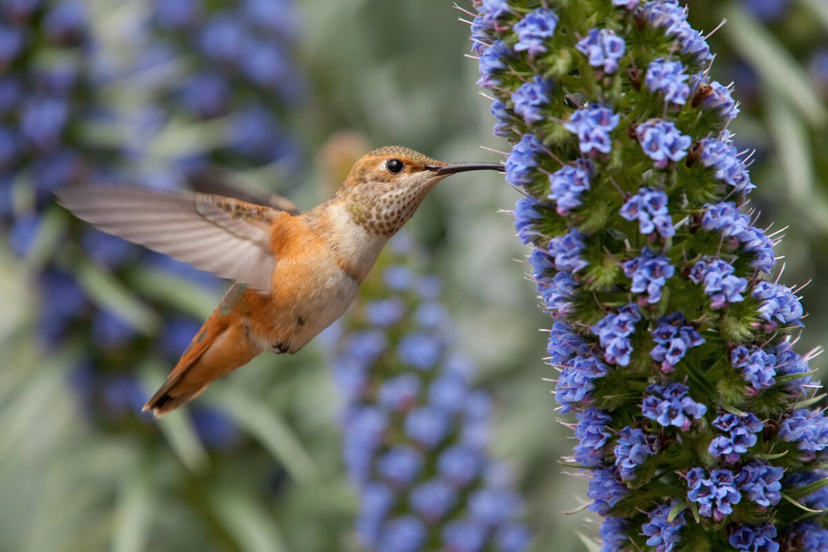 Birds That Can Fly Backwards