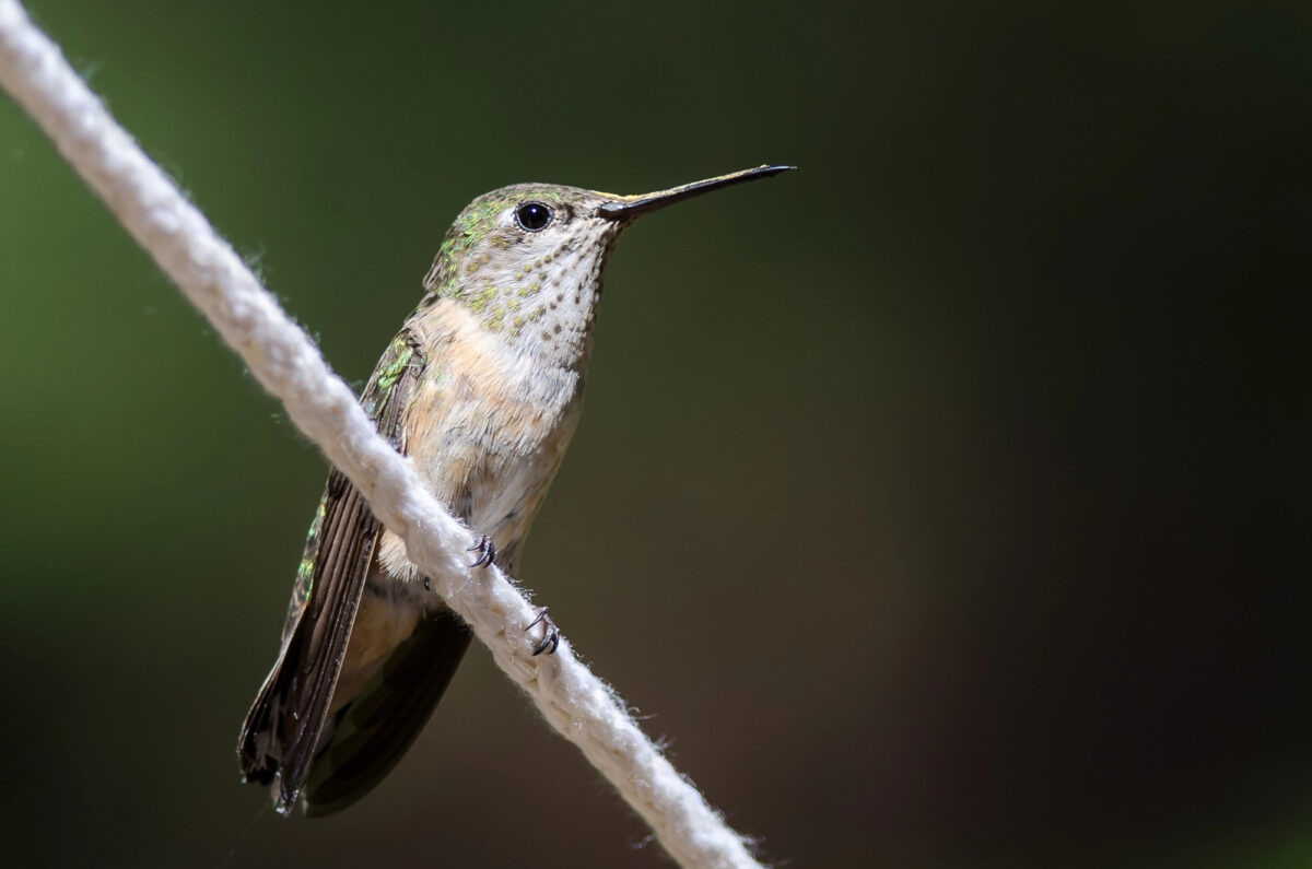 Birds That Can Fly Backwards