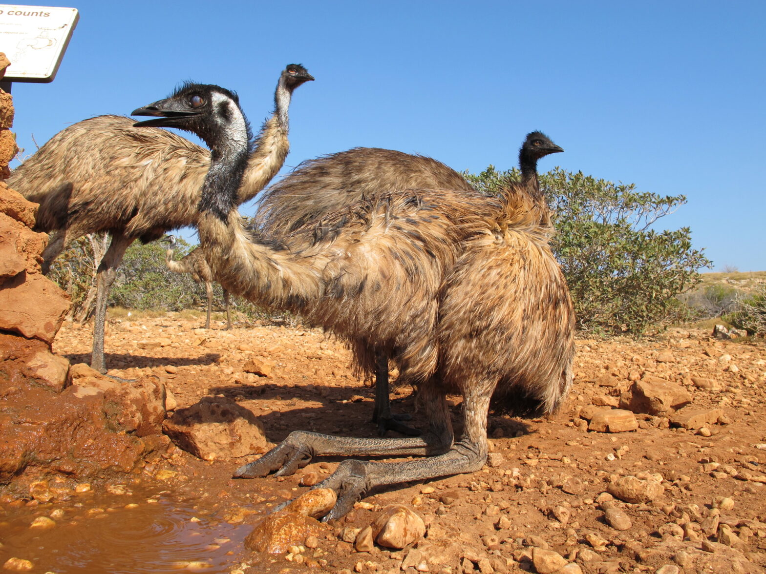 Great Emu War: When Birds Defeated the Military