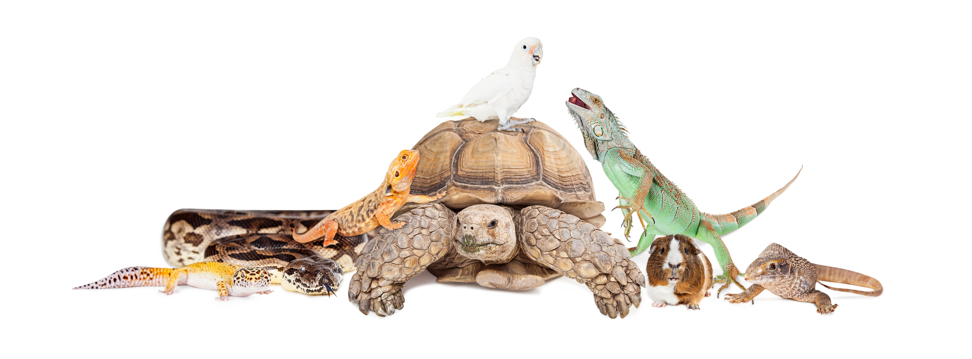 Exotic Pets Owned By The Super Rich
