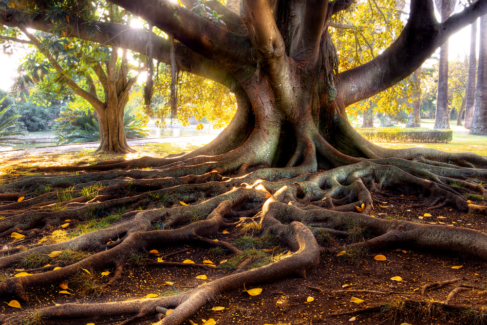 Roots That Look Like Human Figures