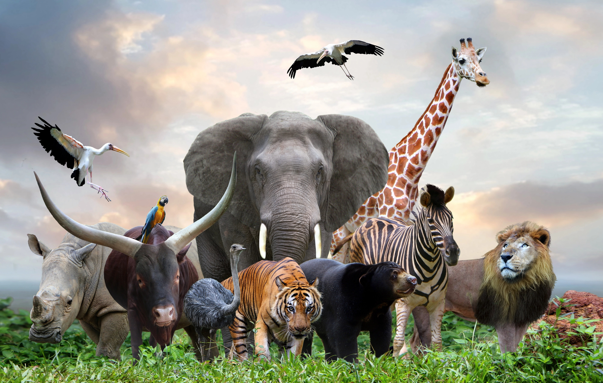 Unusual Wildlife Behaviors Documented