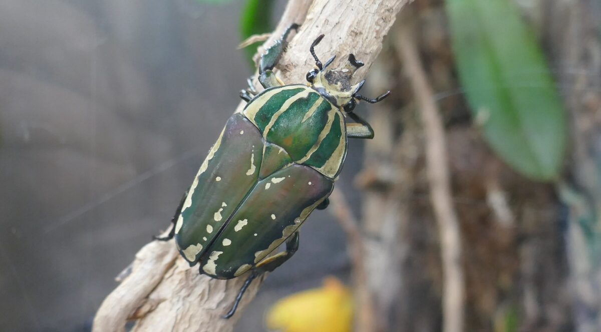 Heaviest Insects Recorded