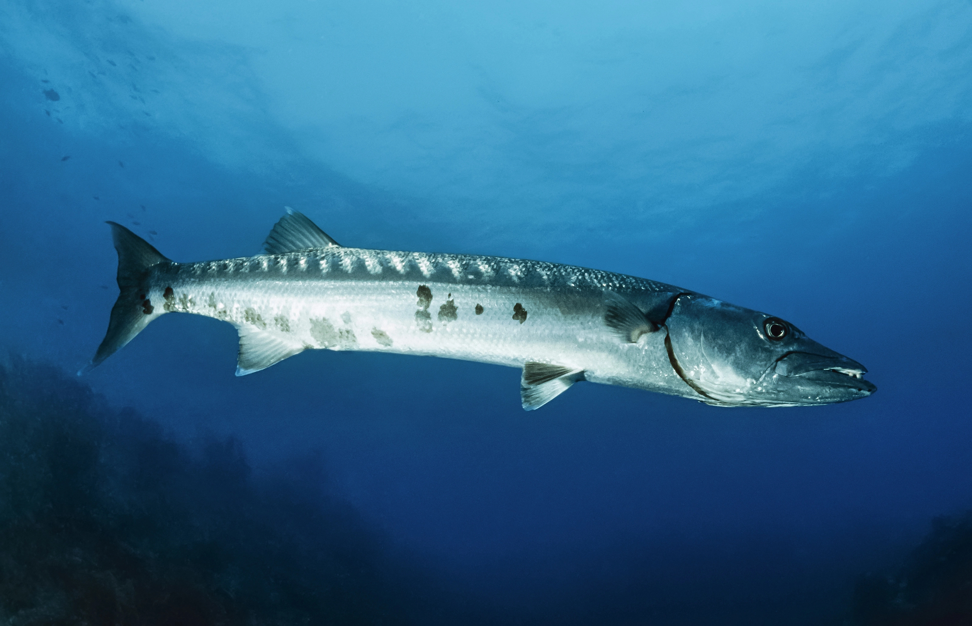 Fastest Swimming Sea Creatures