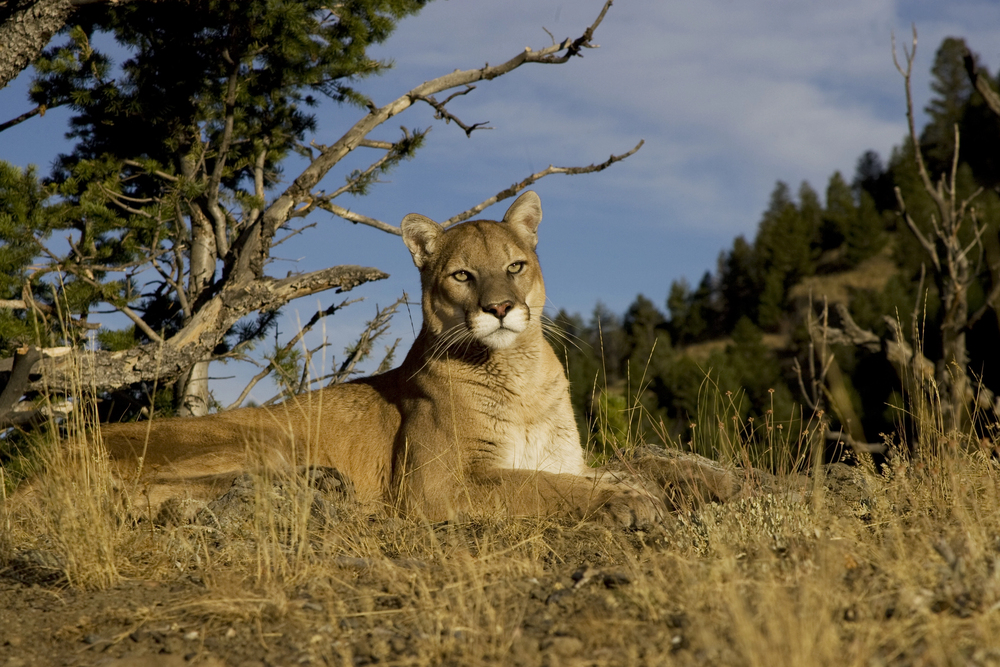 Predators That Hunt in Unique Ways