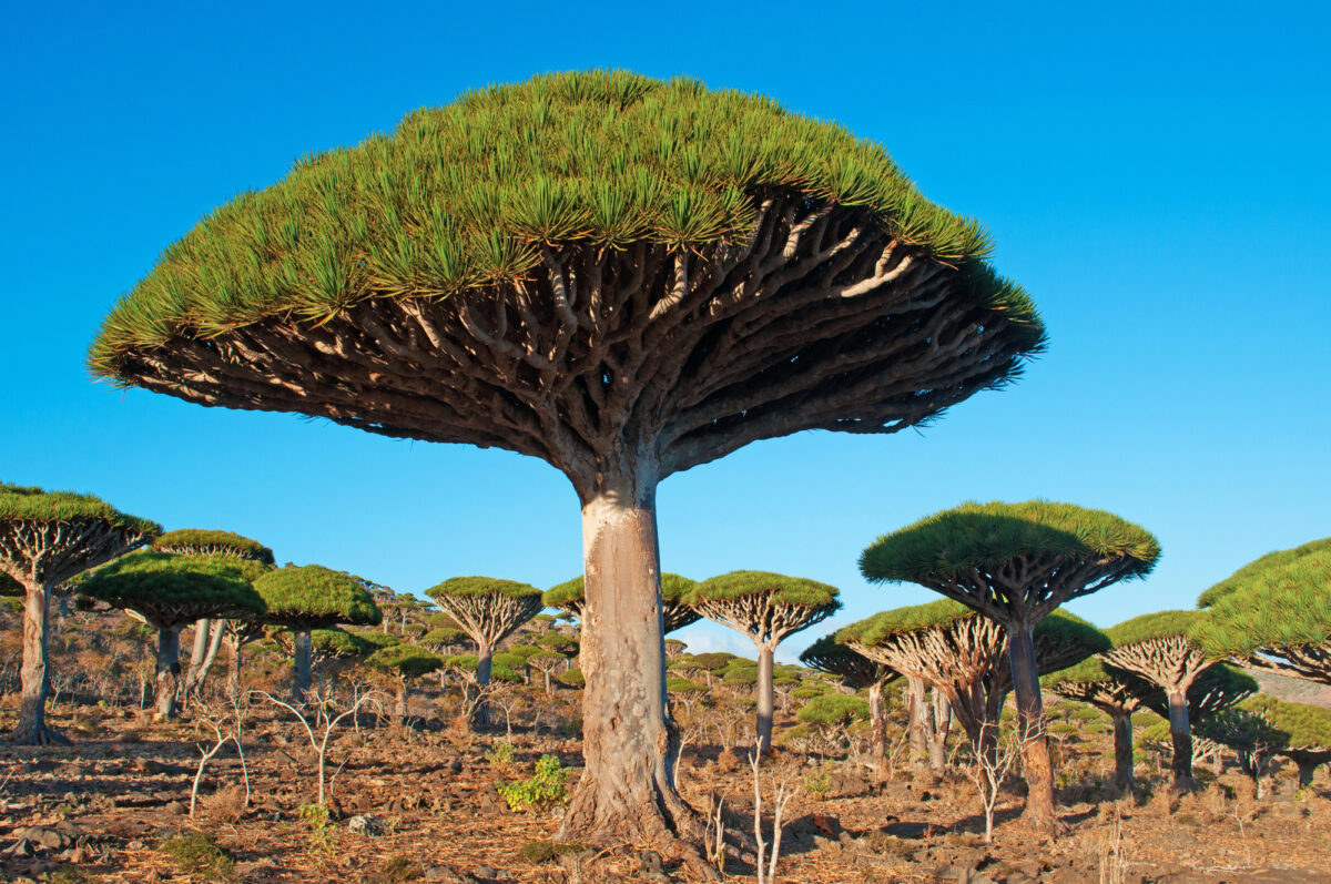 Trees with Unusual Shapes or Growth Patterns