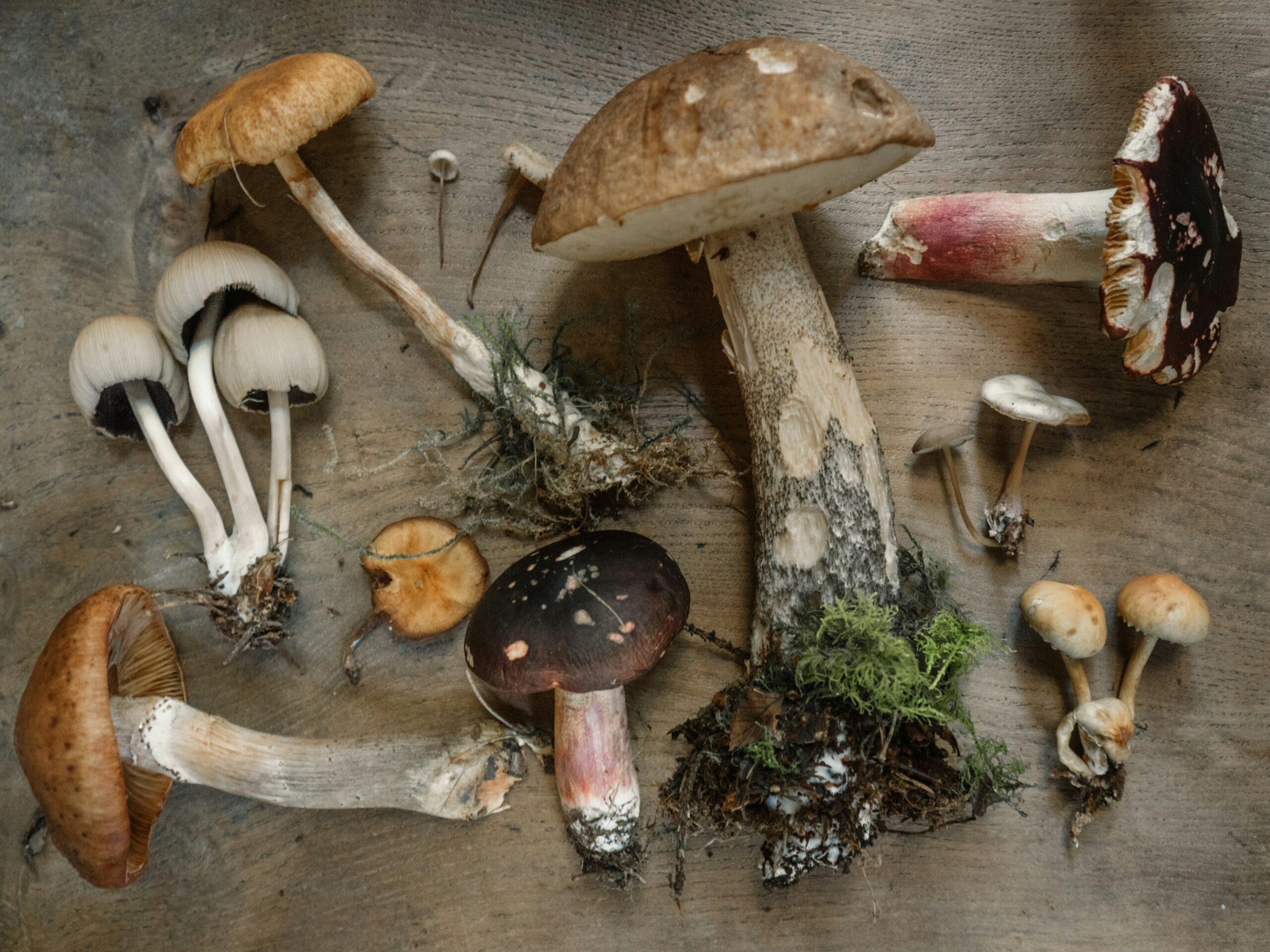 Edible Mushrooms With Heavy Price Tags