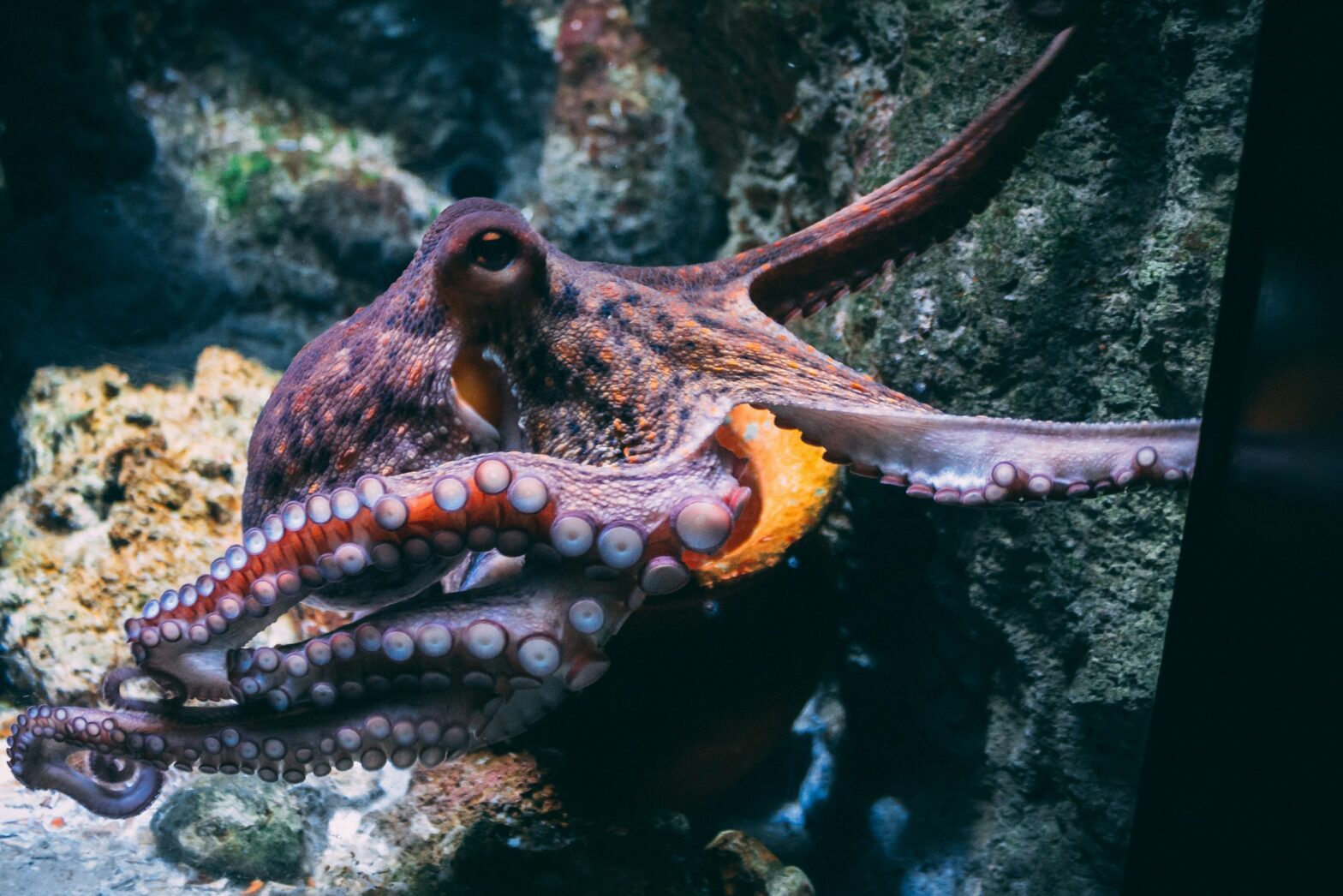 Smartest Sea Creatures Ranked