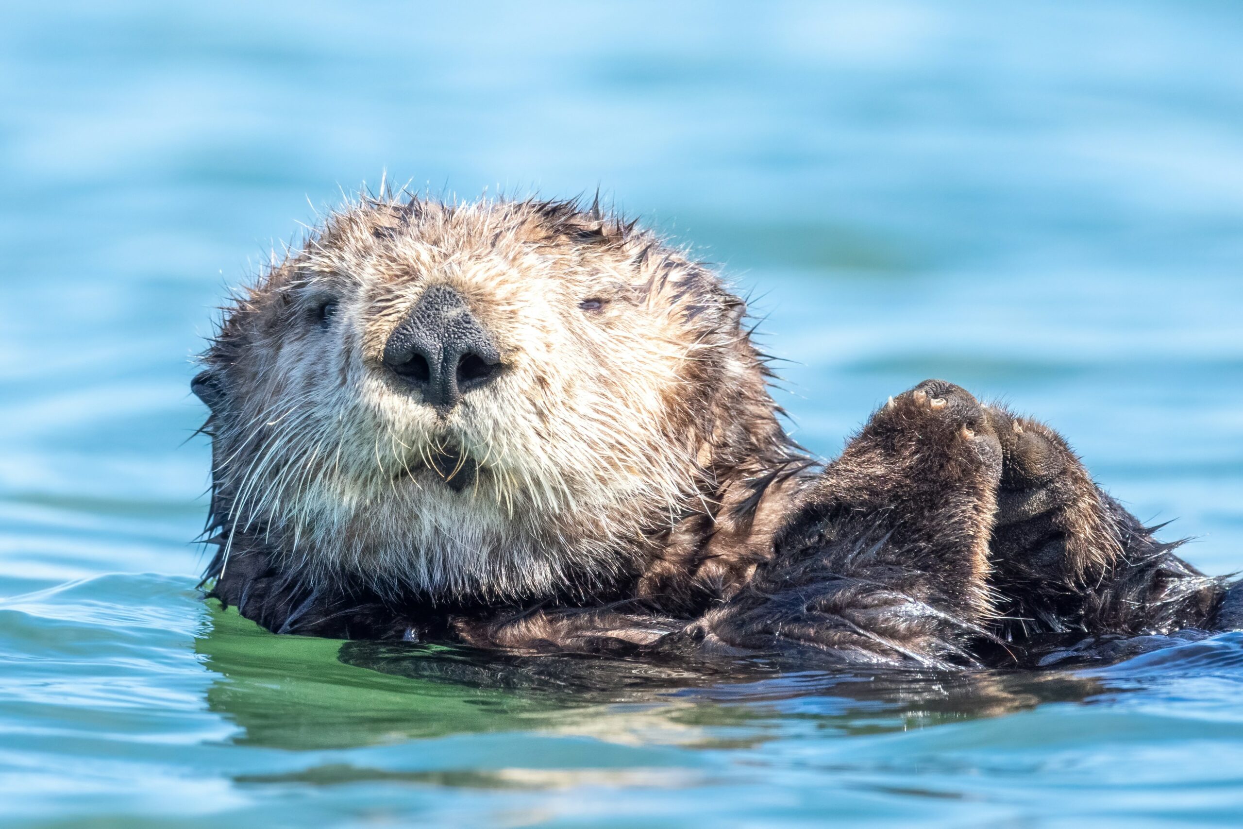 Fuzziest Animals in Nature