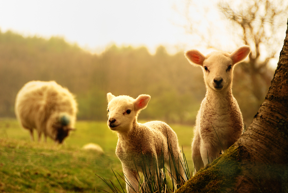 Lesser-Known Animal Facts You Should Know