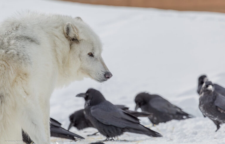 14 Unusual Animal Friendships That Have Been Observed in the Wild