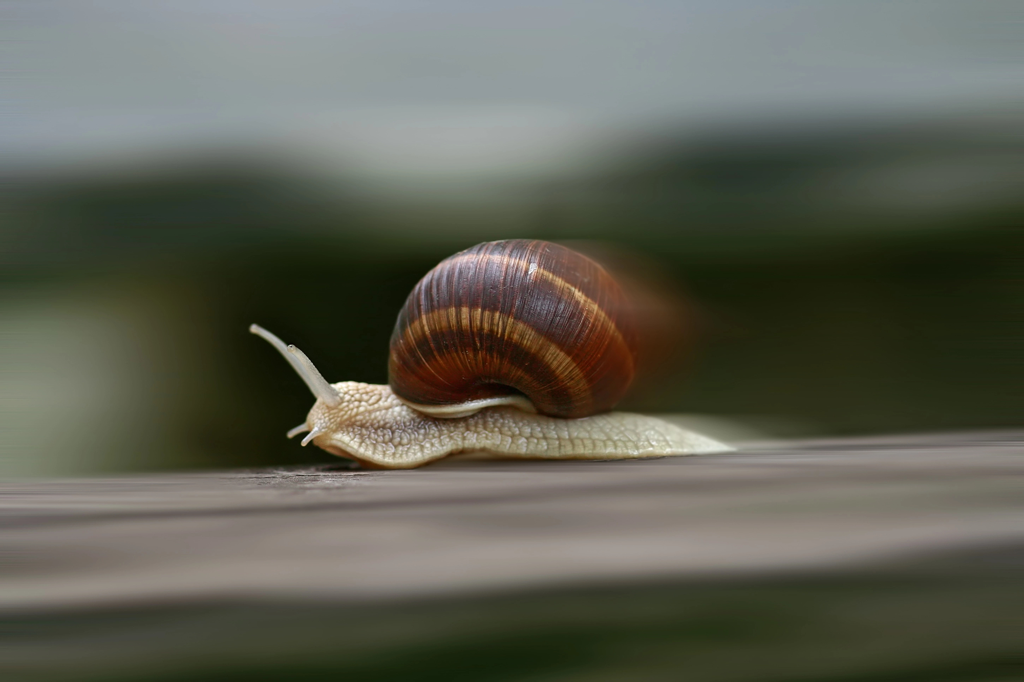 15 Fastest Animals Birds and Marine Creatures on the Planet