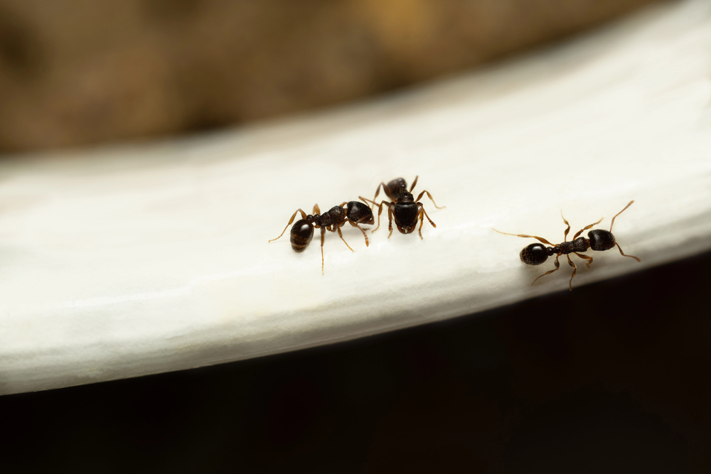 16 Home Remedies That Stop Ants in Their Tracks